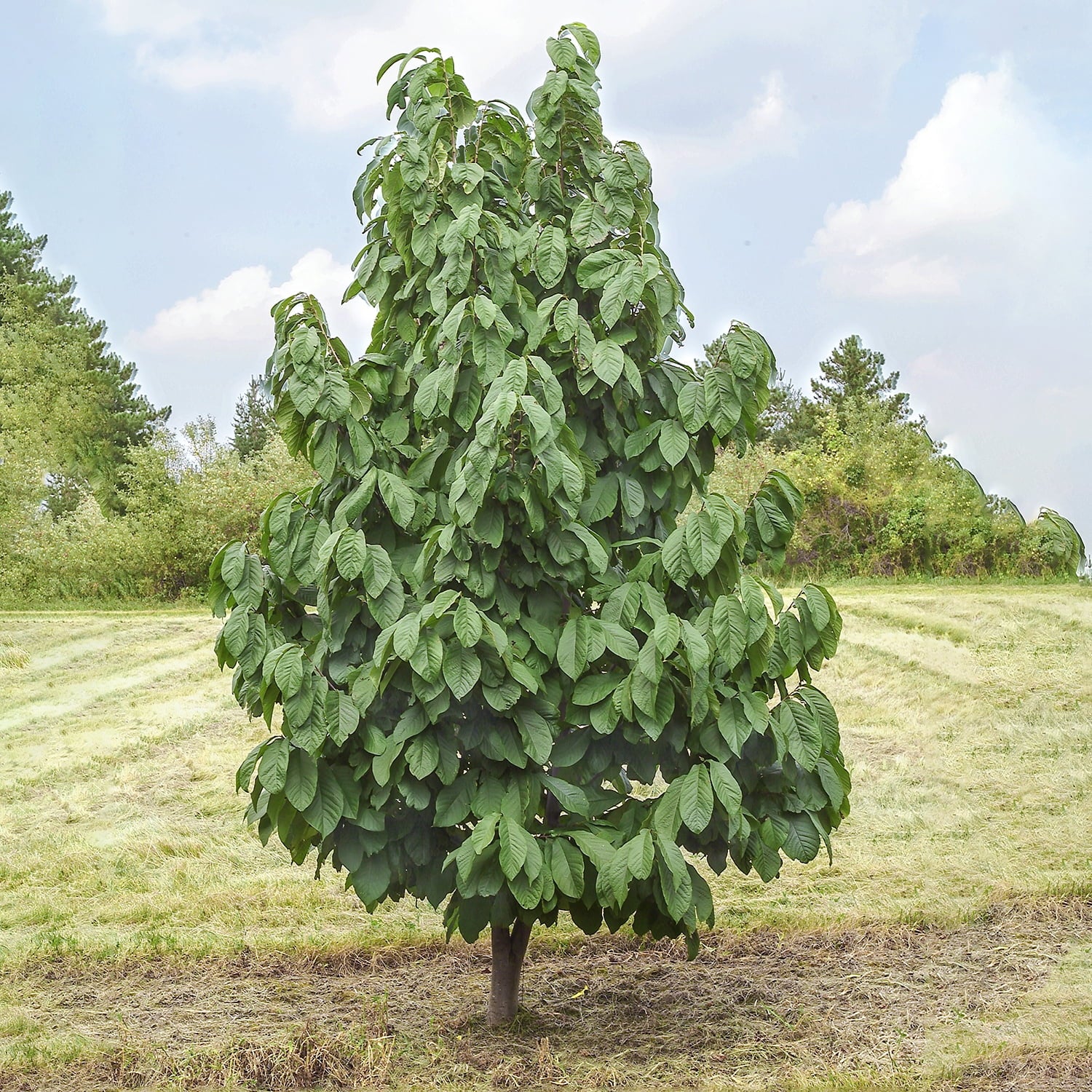 Paw Paw Tree - Colour Paradise Greenhouses