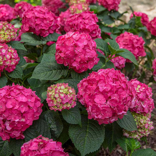 Hydrangea, Endless Summer Summer Crush - Colour Paradise Greenhouses