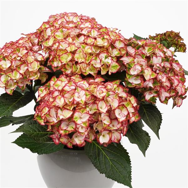 Easter Hydrangea, Hi Moon - Colour Paradise Greenhouses