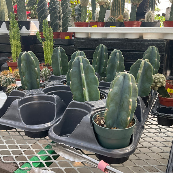 Cuddly Cactus - Colour Paradise Greenhouses