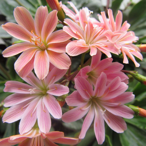 Lewisia, Rainbow - Colour Paradise Greenhouses