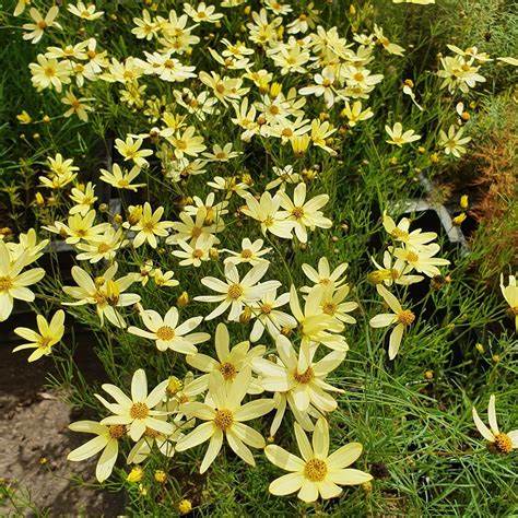 Coreopsis, Moonbeam - Colour Paradise Greenhouses