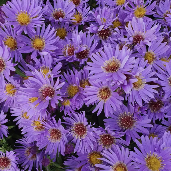 Aster, Wood's Series - Colour Paradise Greenhouses