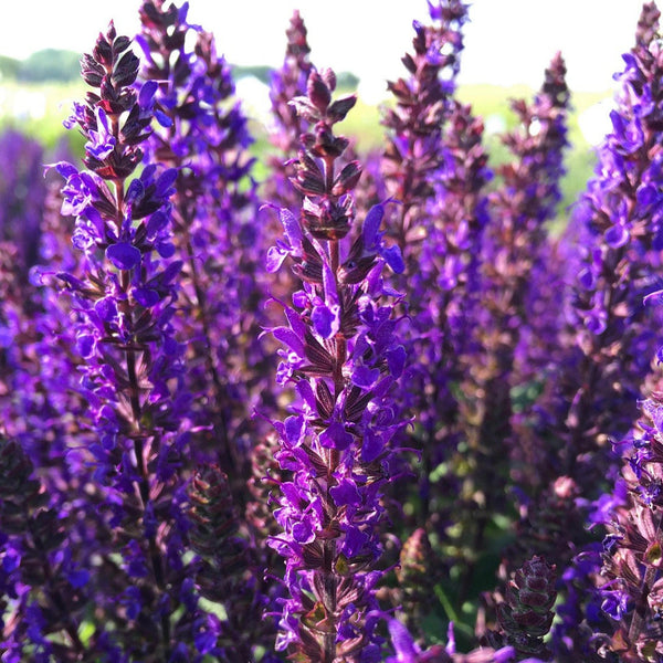 Salvia - Colour Paradise Greenhouses