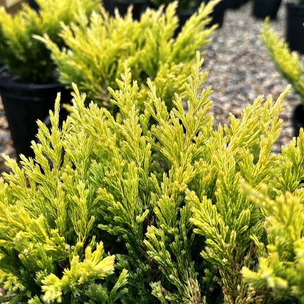 Juniper, Limeglow - Colour Paradise Greenhouses
