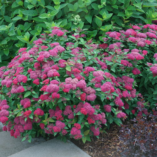 Spirea, Double Play Doozie - Colour Paradise Greenhouses