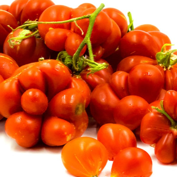 Tomato, Reisetomate - Colour Paradise Greenhouses