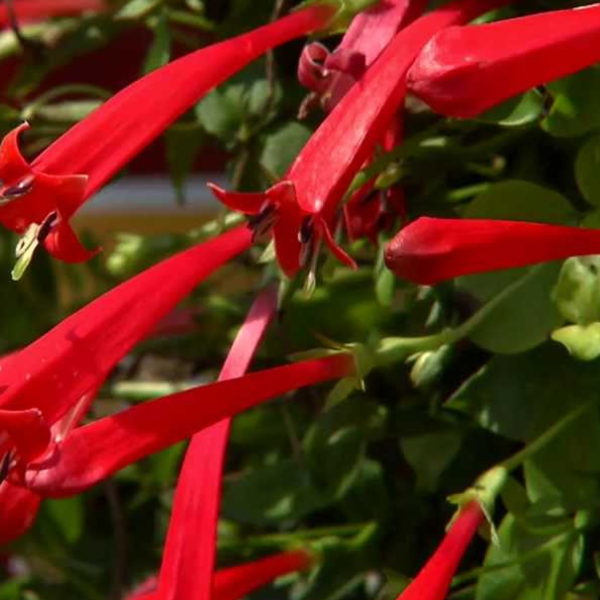 Firecracker Vine - Colour Paradise Greenhouses