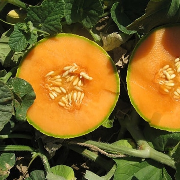 Fruit - Colour Paradise Greenhouses